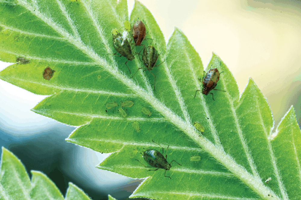 Common Pests and Diseases in Cannabis Cultivation: Identification and ...